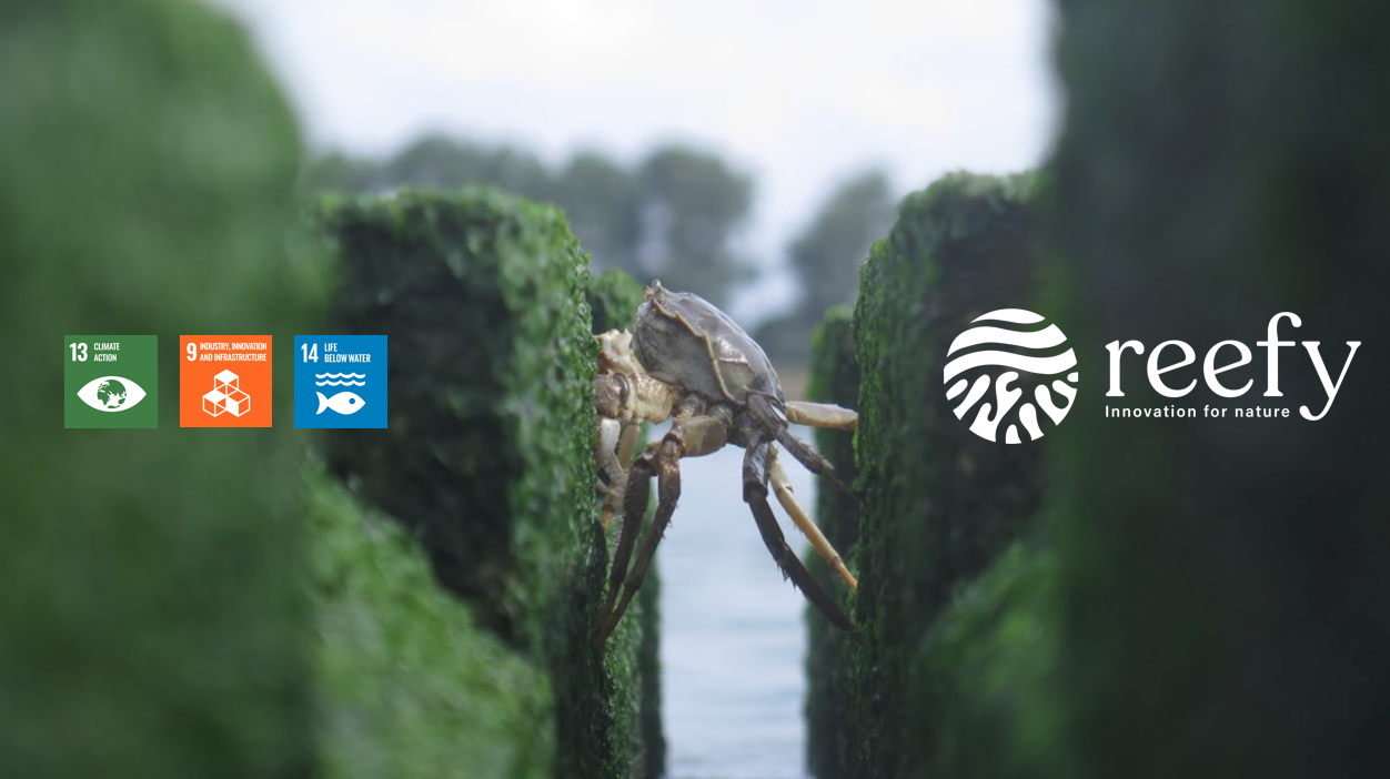 Reefy